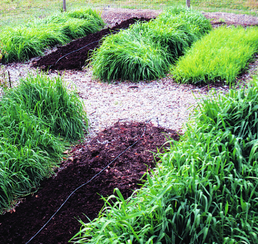 4 Rules for Weedless Gardening – Mother Earth News